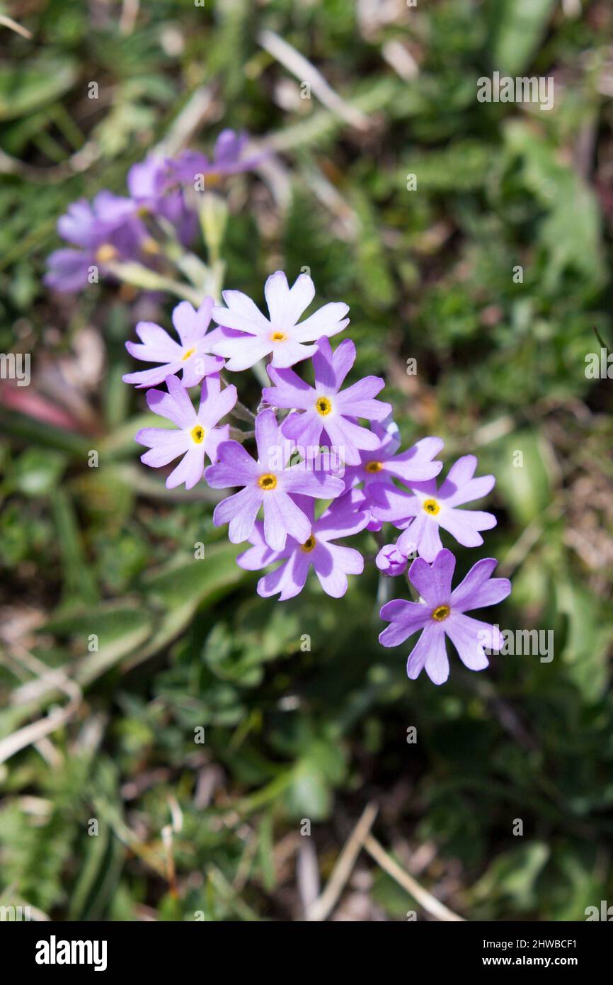 View of Arctic alpine primrose in north of Italy Stock Photo - Alamy