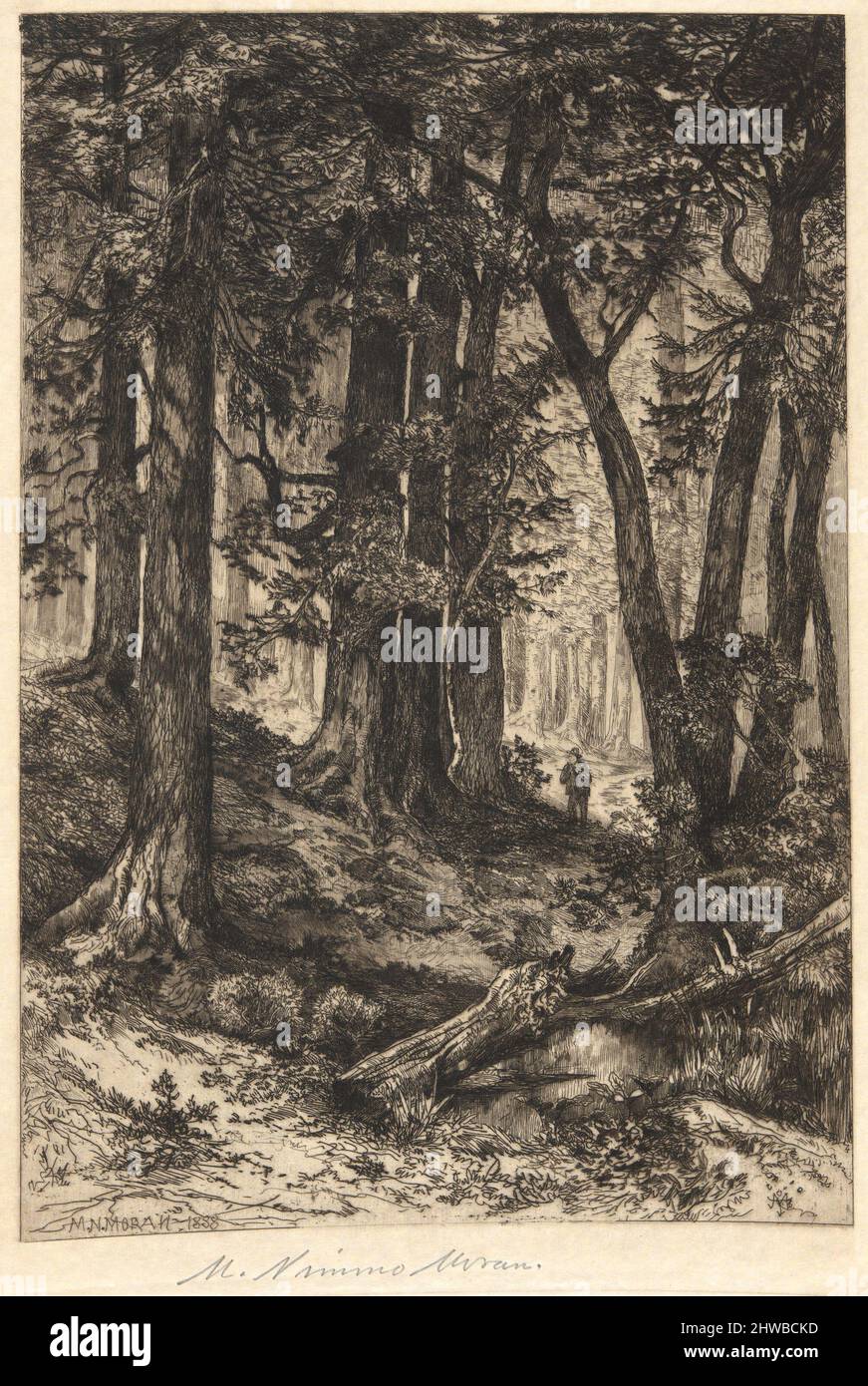 Untitled (Forest Scene). Artist: Mary Nimmo Moran, American, 1842–1899 ...