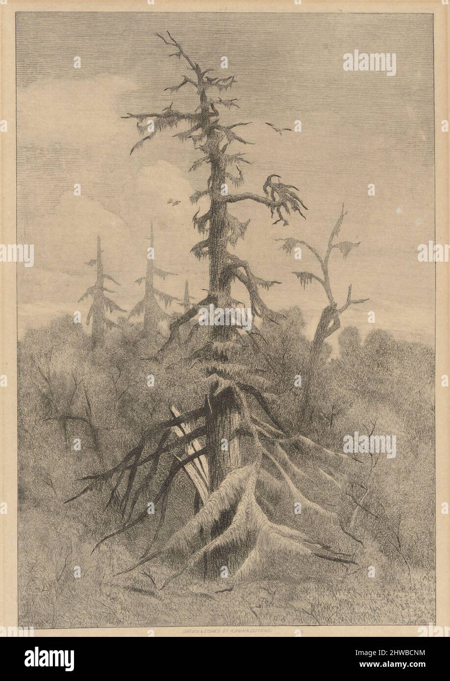 Old Trees at Naushon Island. Artist: Robert Swain Gifford, American ...