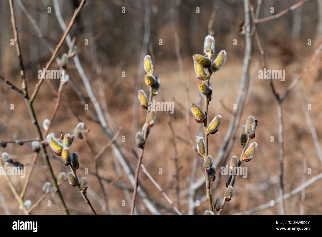 Willow twigs with ripe male catkins during sunny day in early spring ...
