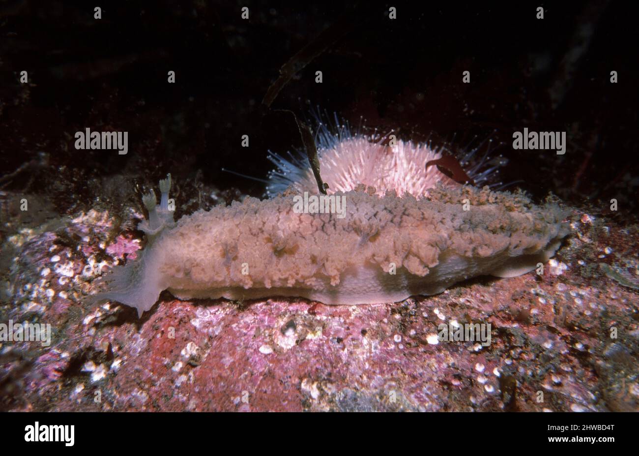 Tritonia hi-res stock photography and images - Alamy