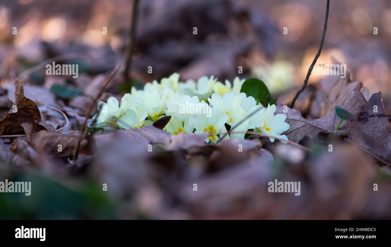 Wild spring flowers Primrose in the forest in selective focus Stock ...