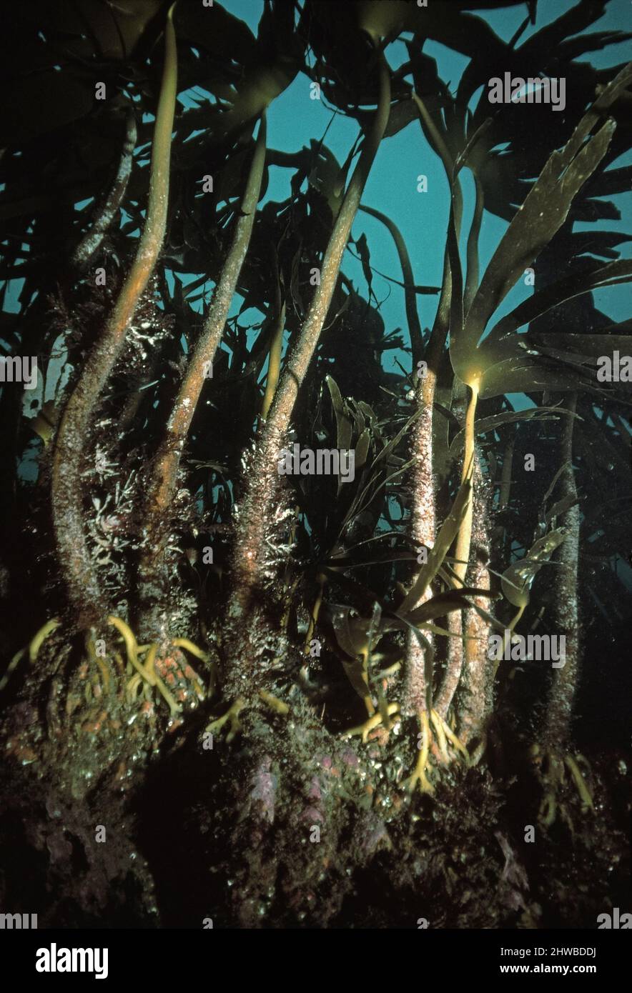 Kelp forest underwater scotland hi-res stock photography and images - Alamy
