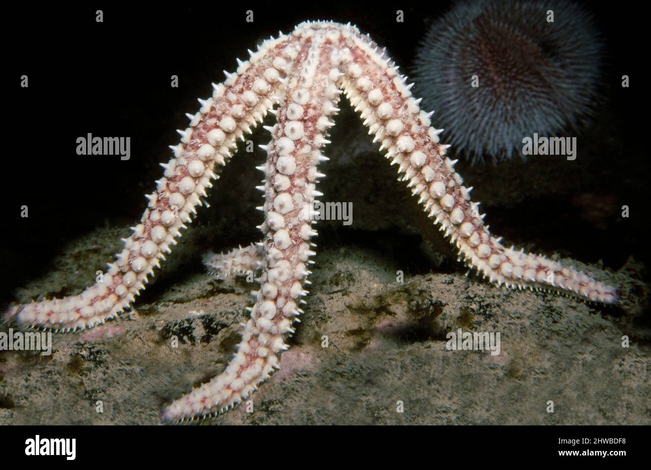 Spiny starfish (Marthasterias glacialis) in a spawning stance, British ...