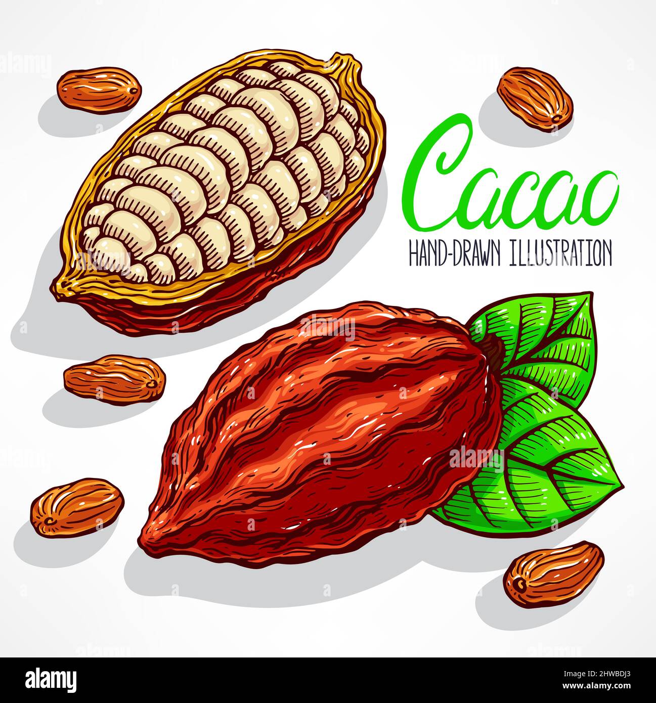Hand drawn cacao hi-res stock photography and images - Alamy