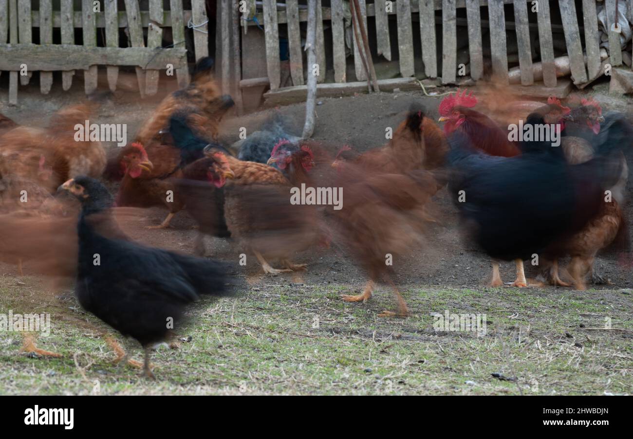 Barn flock poultry hi-res stock photography and images - Alamy