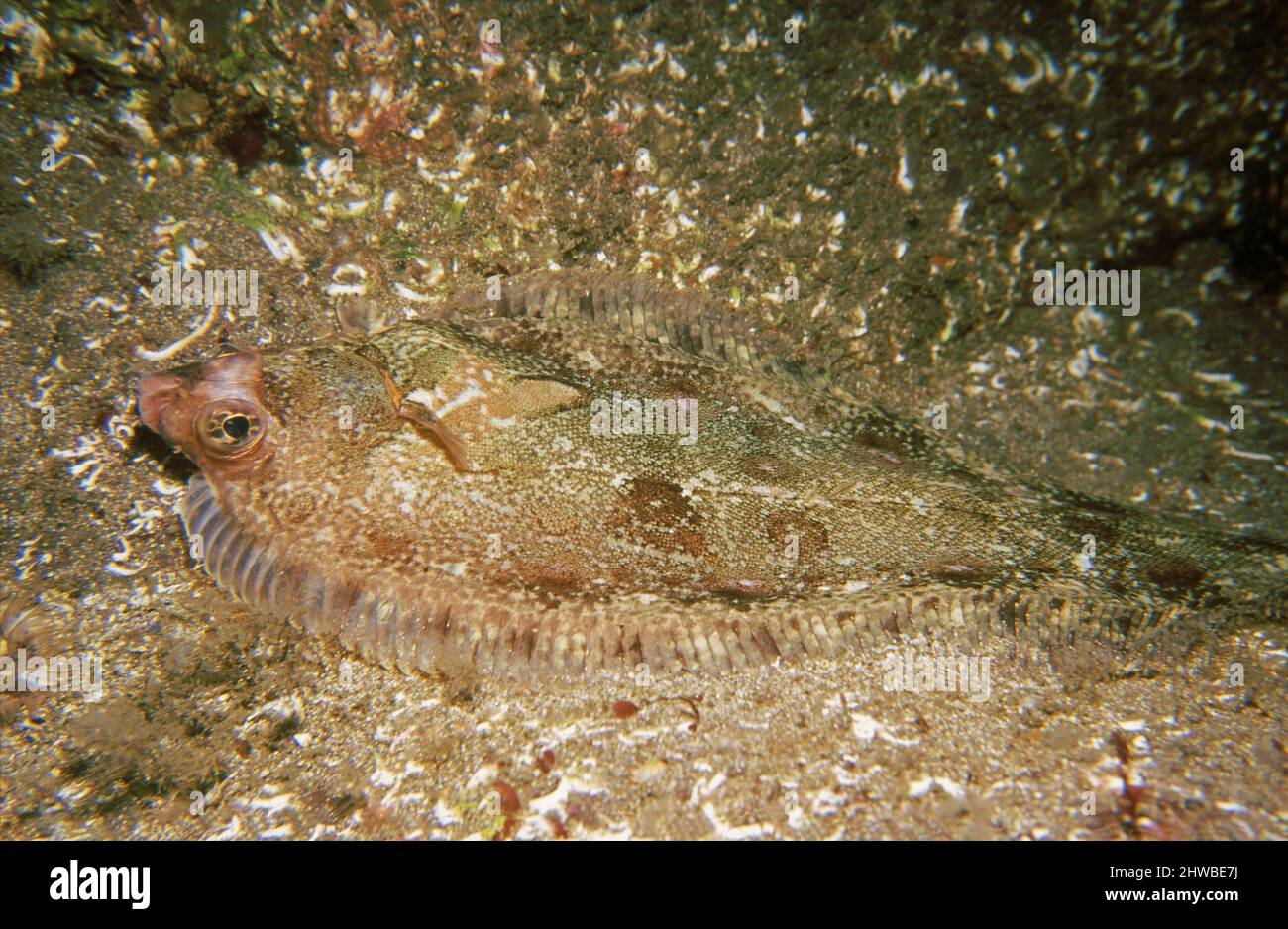 Commercial fish species hi-res stock photography and images - Alamy