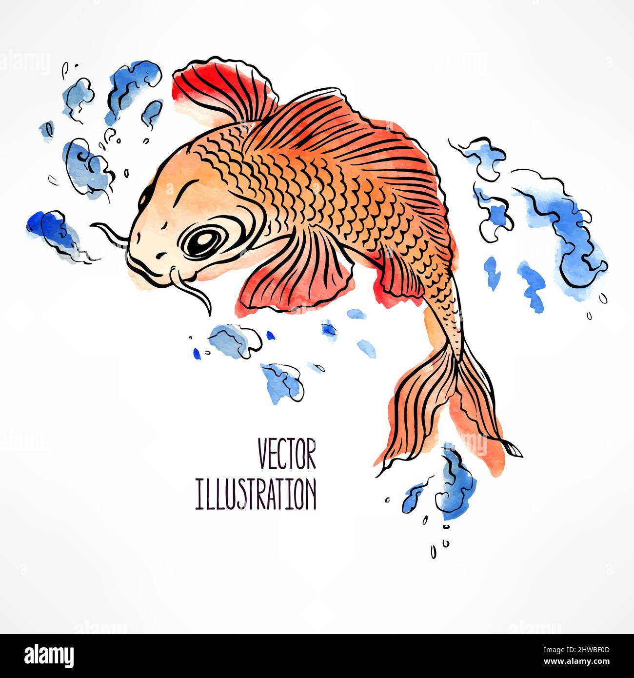 beautiful orange and red carp isolated on white background. hand-drawn ...