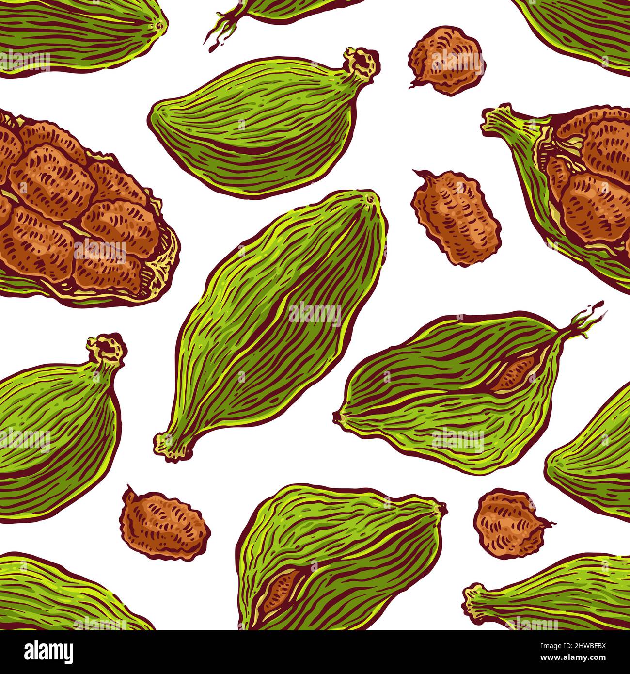 Beautiful colorful seamless background of cardamom. hand-drawn ...
