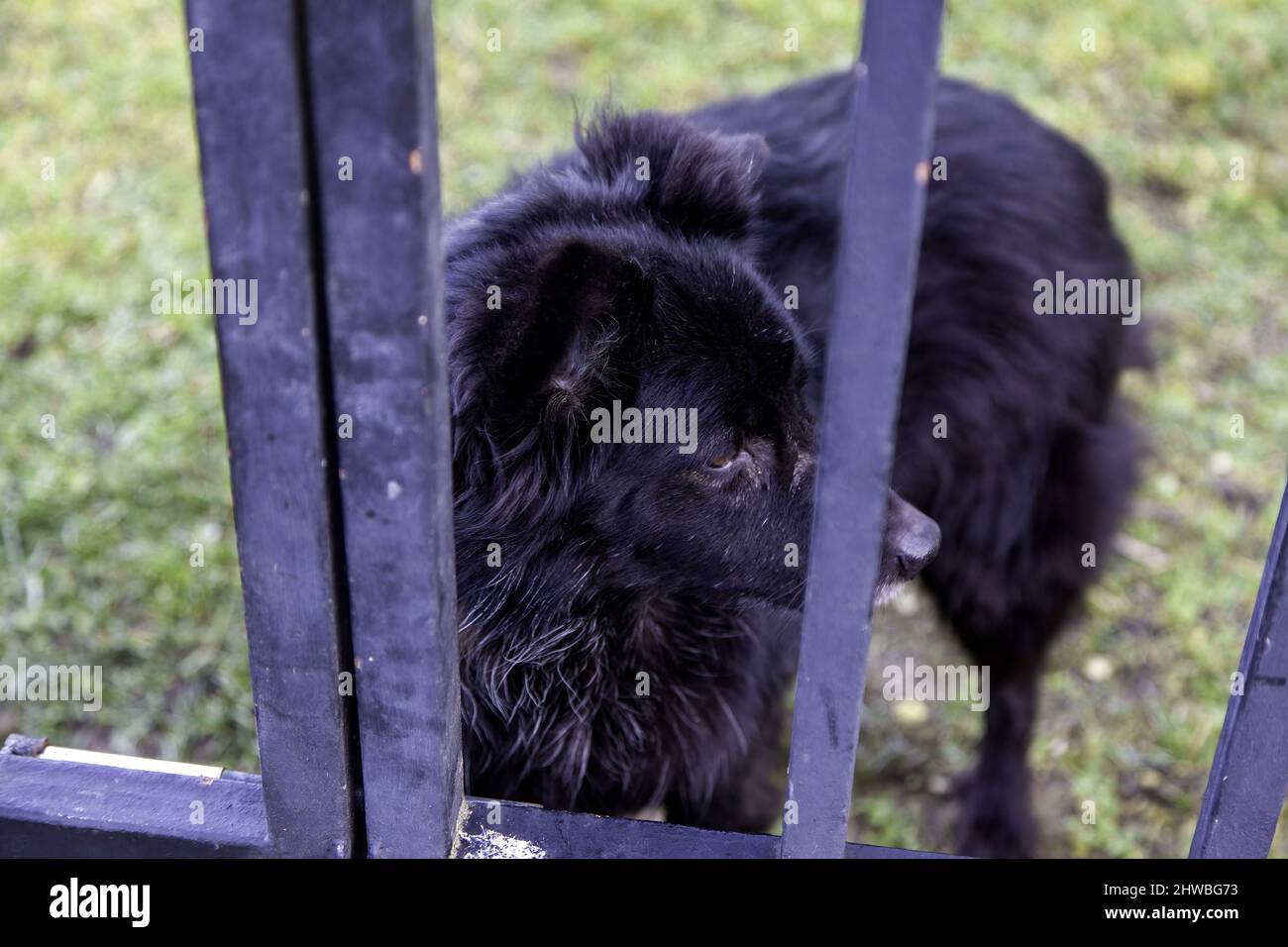 Dog locked in cage hi-res stock photography and images - Alamy