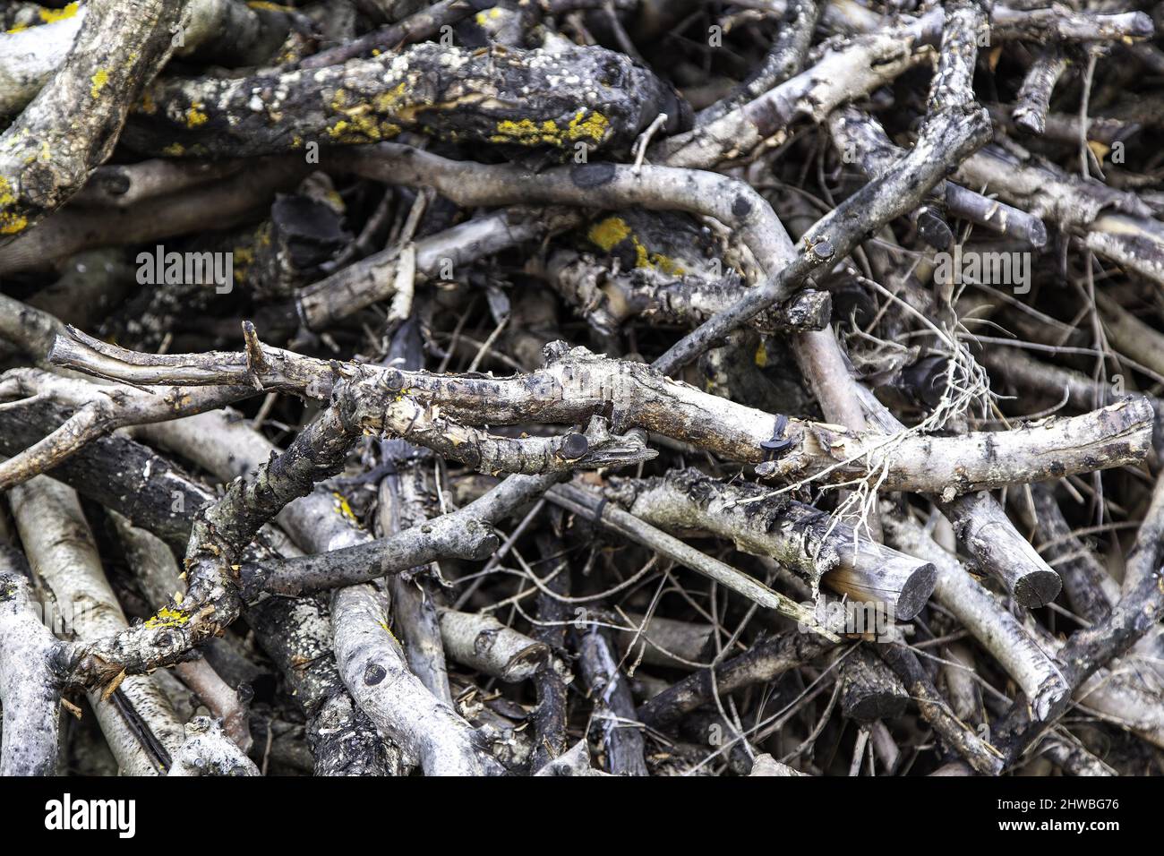 Wood logs for fuel, ecological natural gas, environment Stock Photo - Alamy