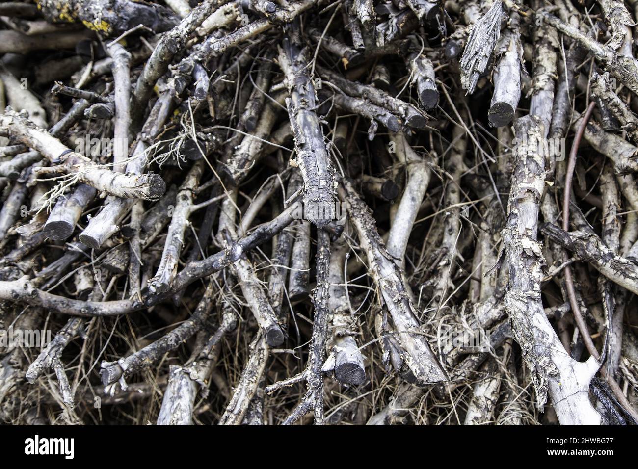 Wood logs for fuel, ecological natural gas, environment Stock Photo - Alamy