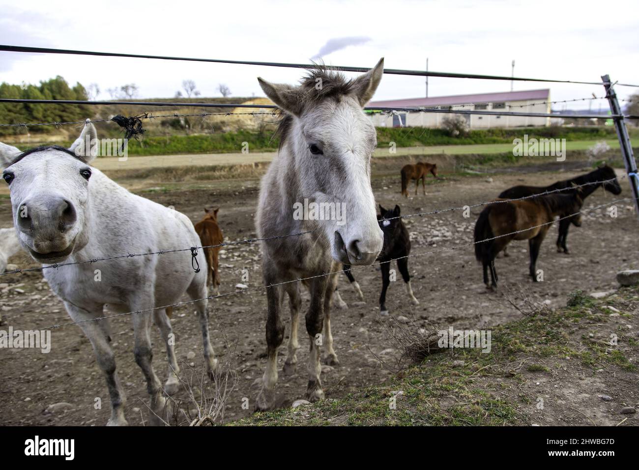 Horses in stable wild mammals, equestrian horse riding Stock Photo - Alamy