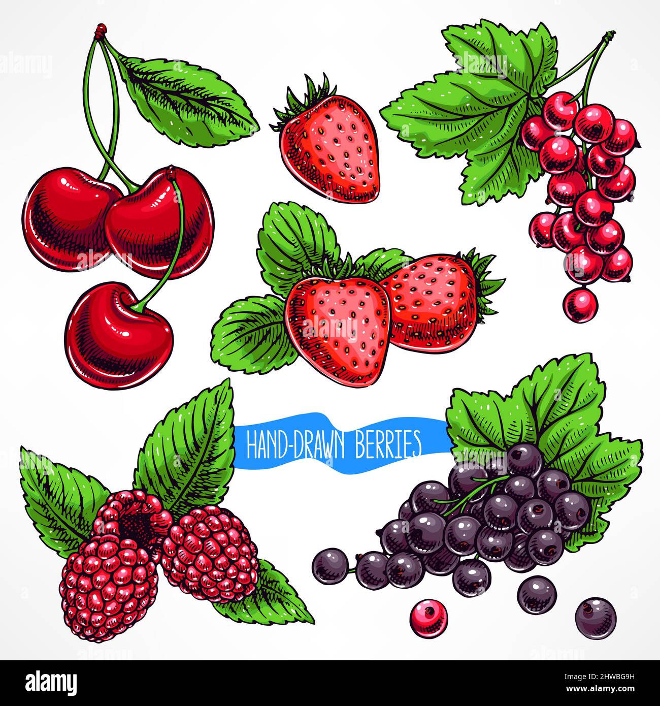 set with different ripe berries and leaves. hand-drawn illustration ...