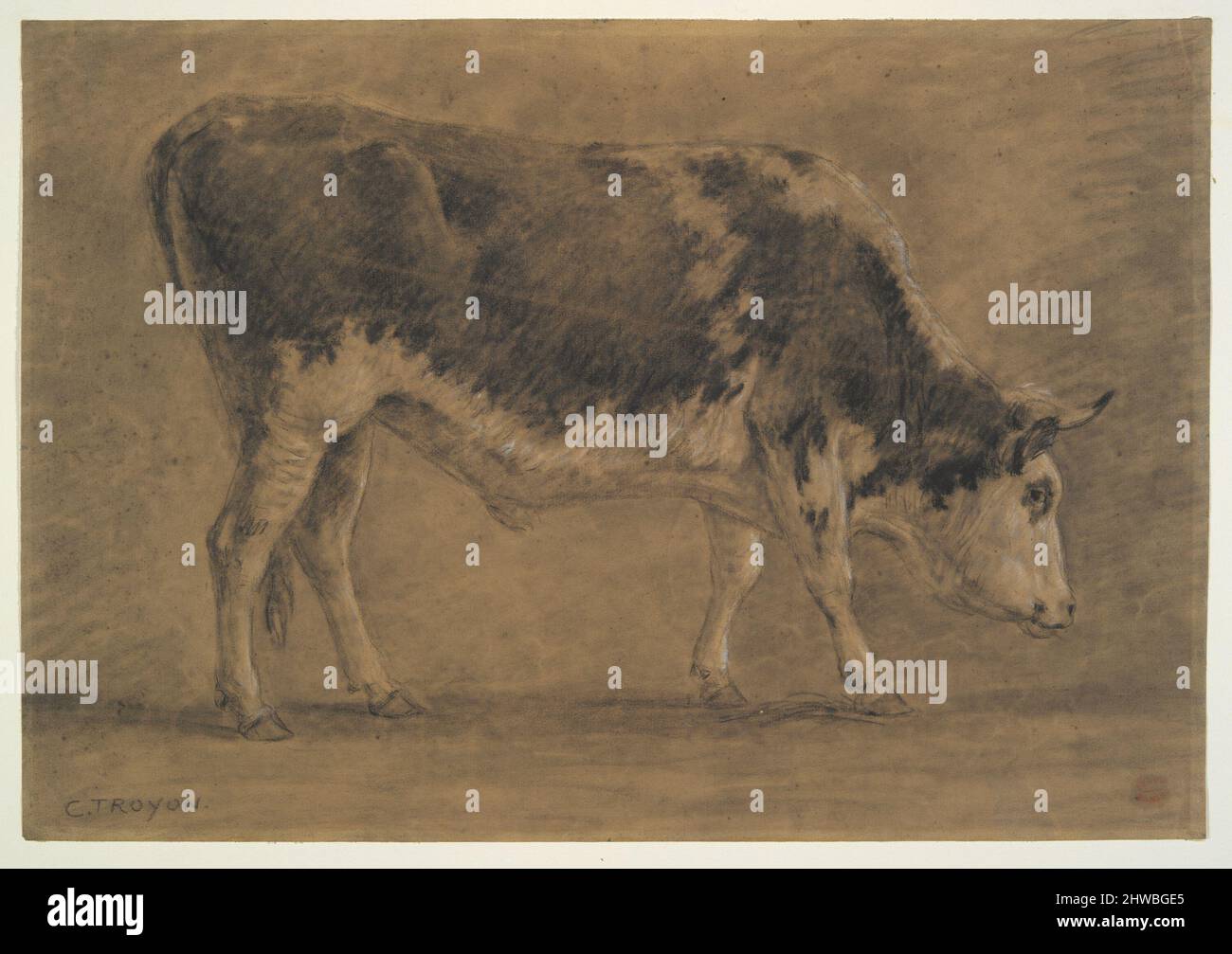 American Ox. Artist: Constant Troyon, French, 1810–1865 Stock Photo - Alamy