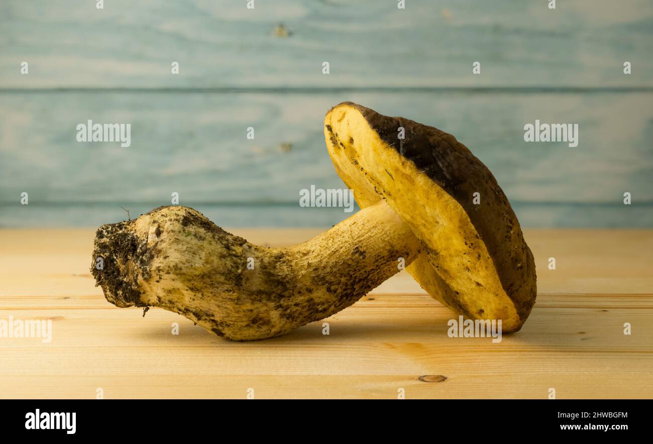 Leccinum scabrum, commonly known as the rough-stemmed bolete, scaber ...