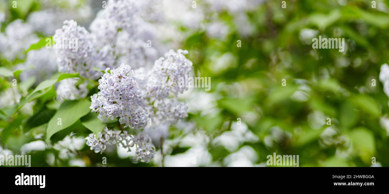 Spring flowering lilac. Blooming purple lilac flowers. Natural spring ...