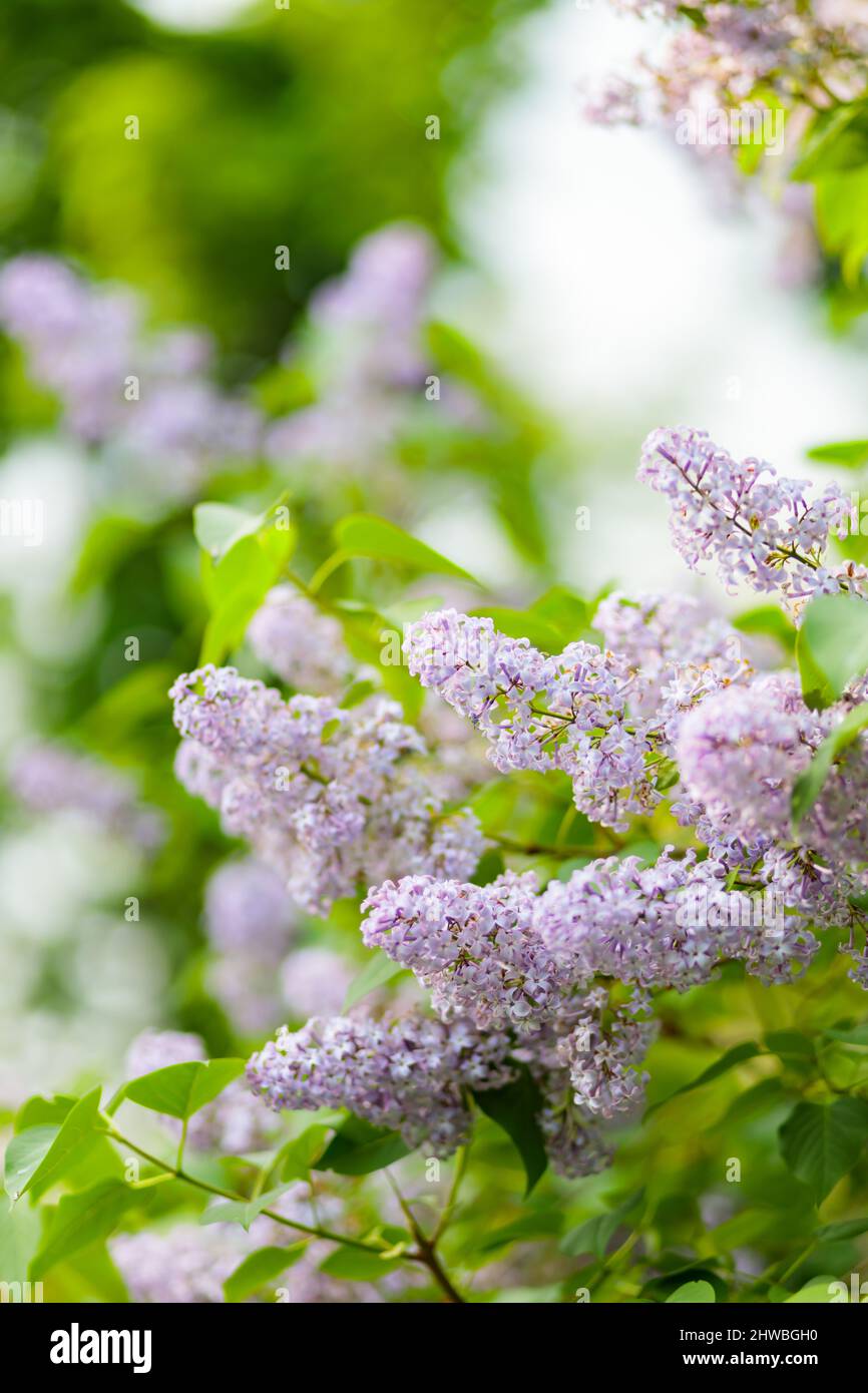 Spring flowering lilac. Blooming purple lilac flowers. Natural spring ...