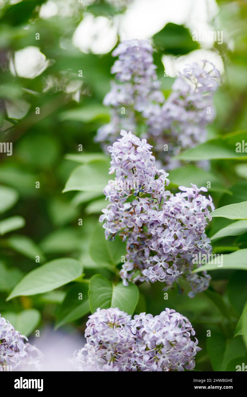 Spring flowering lilac. Blooming purple lilac flowers. Natural spring ...