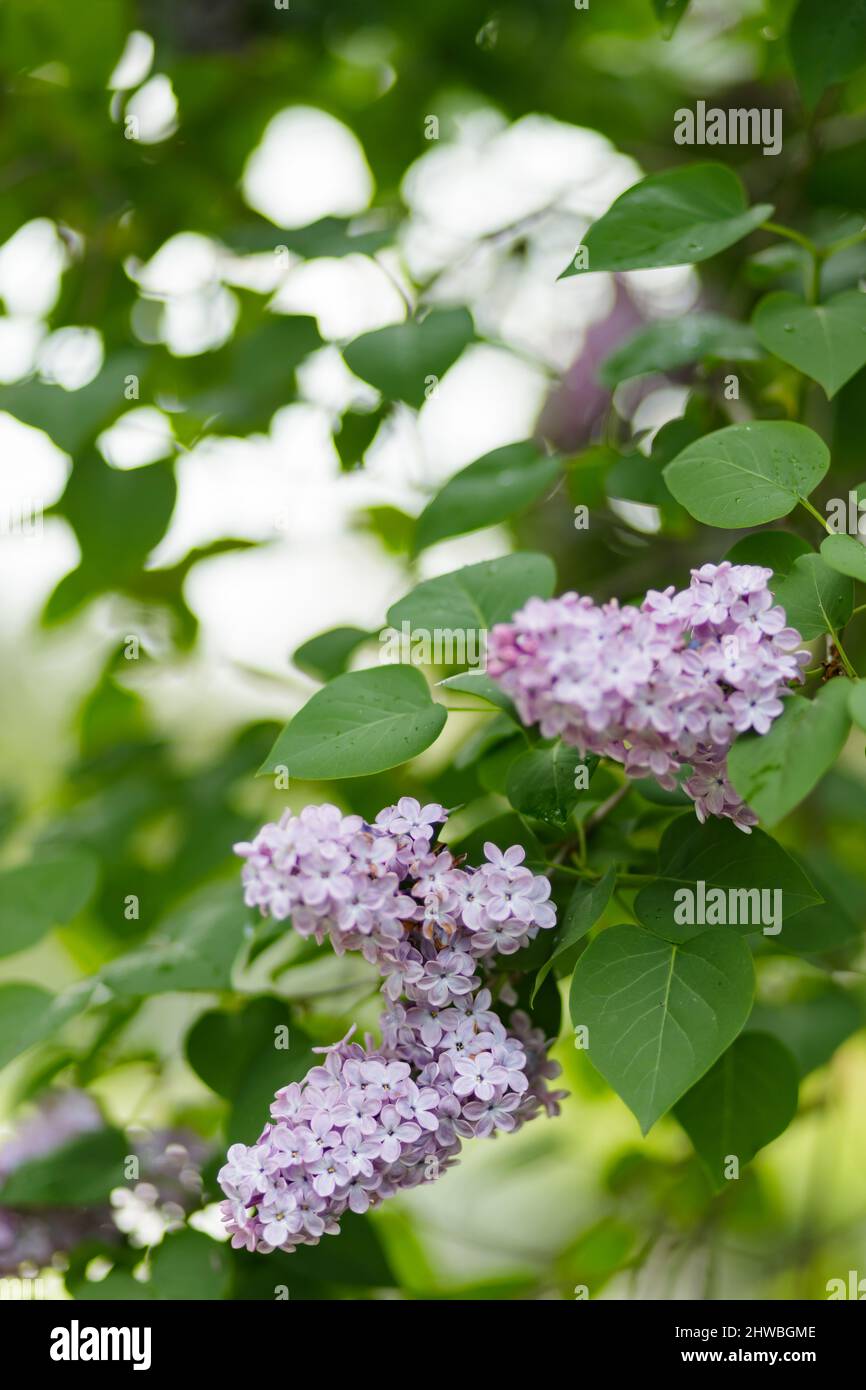 Spring flowering lilac. Blooming purple lilac flowers. Natural spring ...
