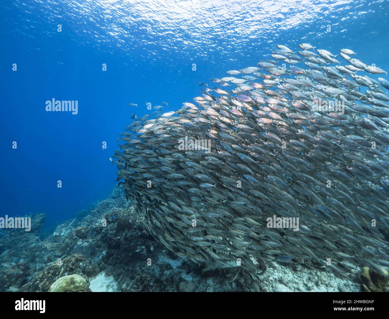 Seascape with Bait Ball, School of Fish in the coral reef of the ...