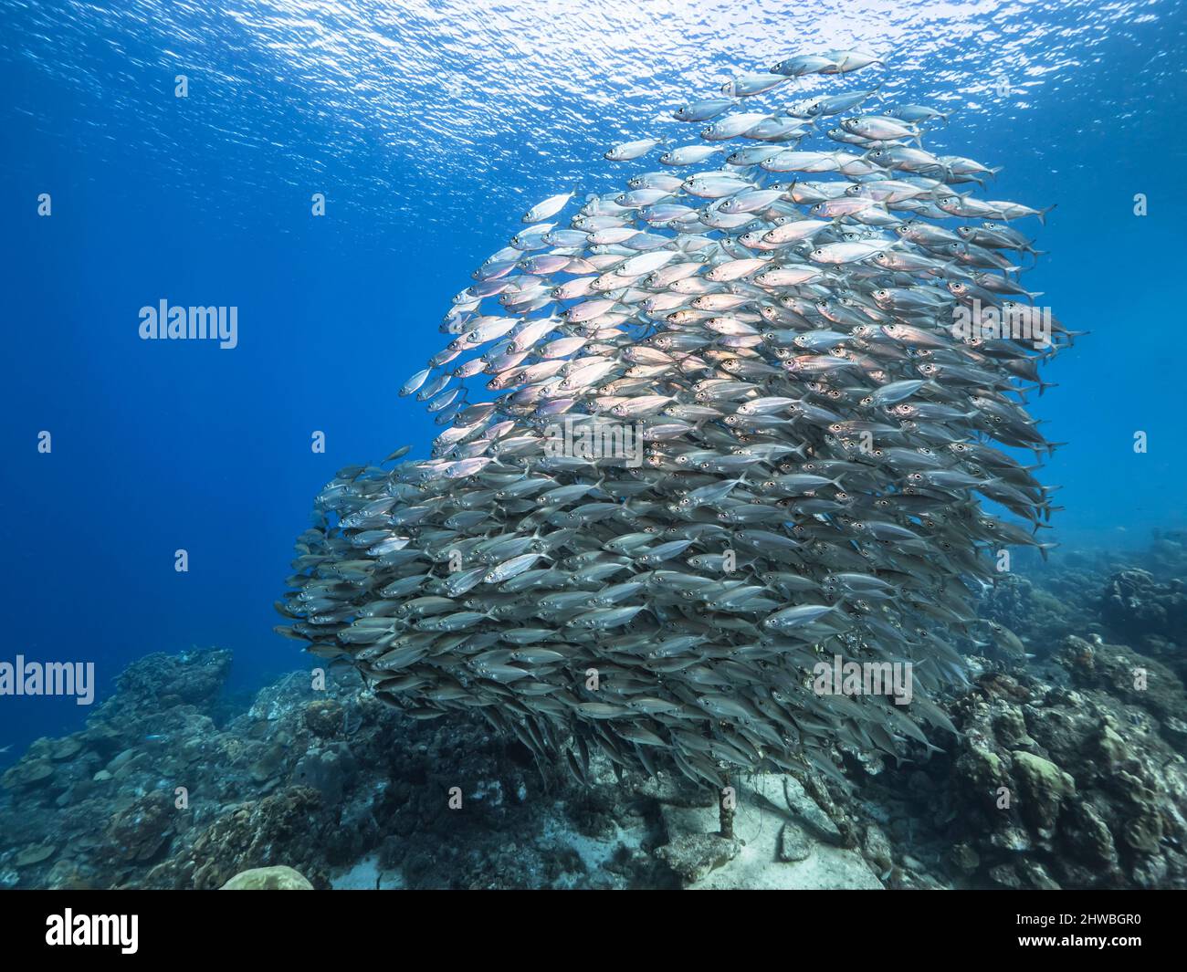 Seascape with Bait Ball, School of Fish in the coral reef of the ...