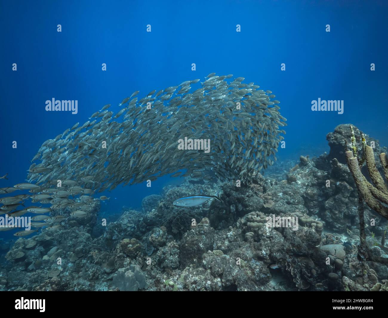 Seascape with Bait Ball, School of Fish in the coral reef of the ...