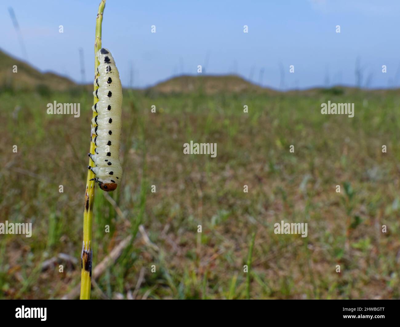 Preparing to pupate hi-res stock photography and images - Alamy
