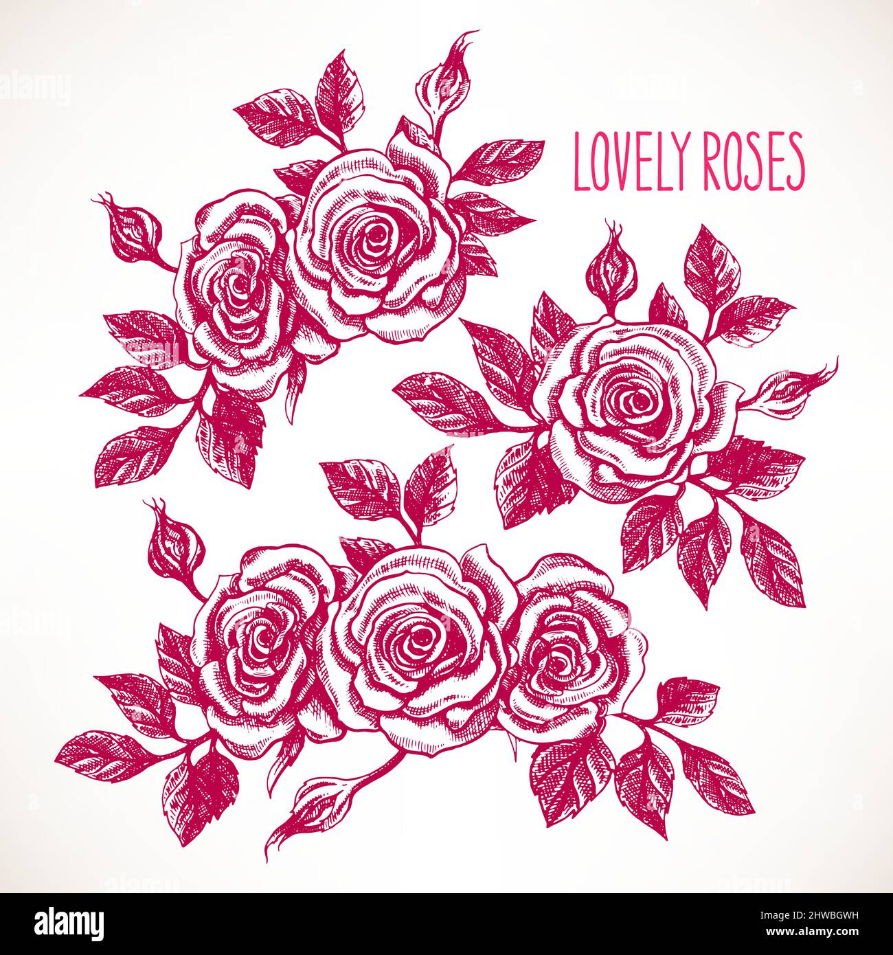 Set beautiful roses hand Stock Vector Images - Alamy