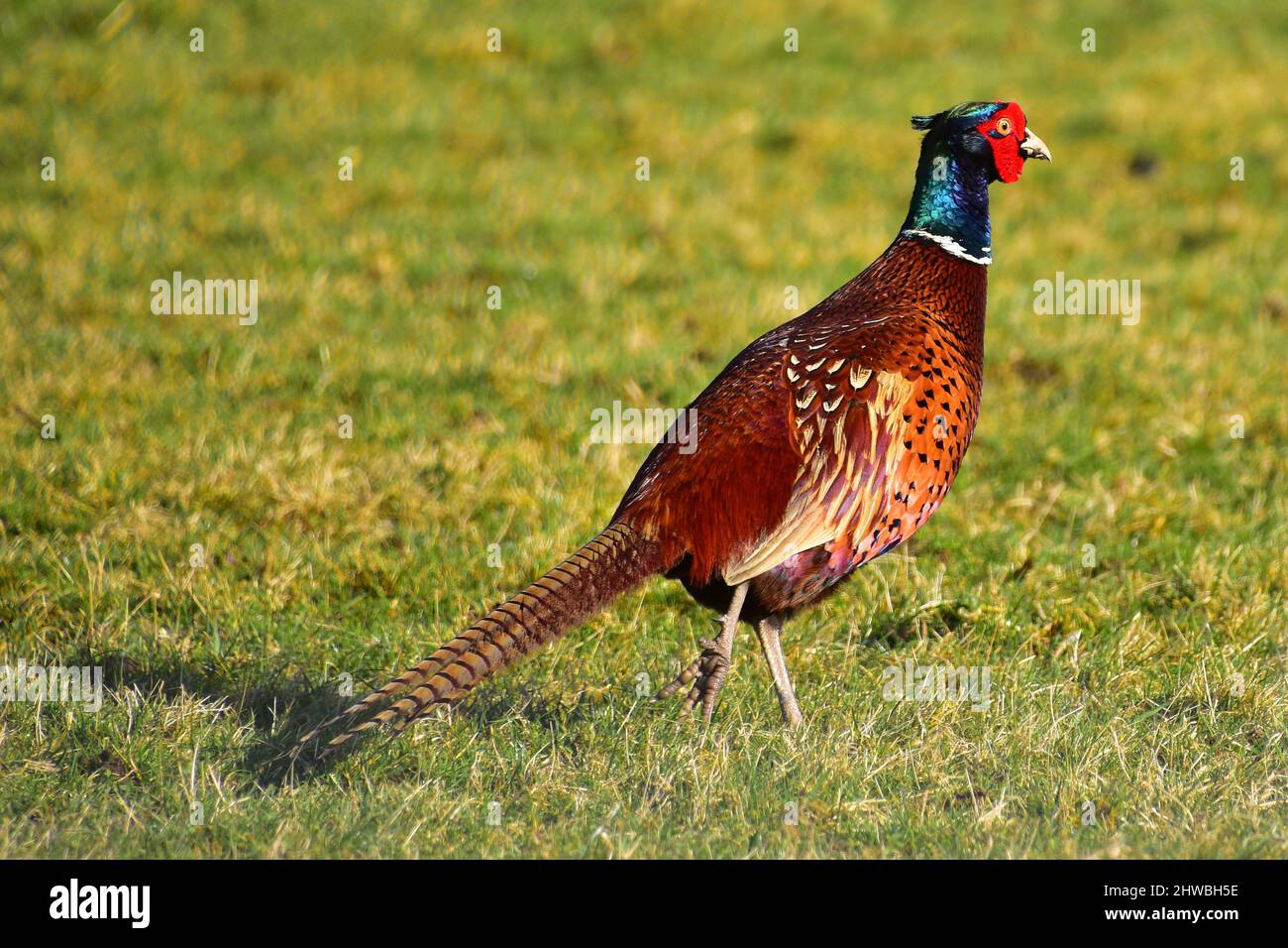 Ring-necked Pheasant, Hebden Bridge, Calderdale, West Yorkshire Stock ...