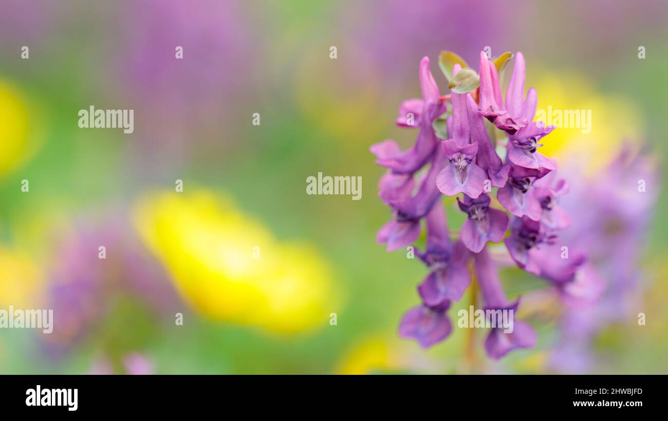 Purple corydalis flower on a blurred background. Corydalis solida in ...