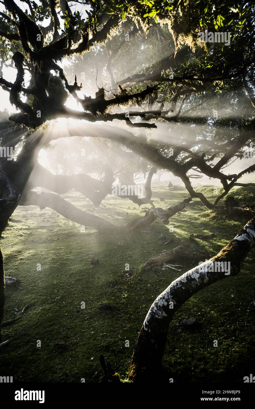 Mystic tree ion Madeira Stock Photo - Alamy