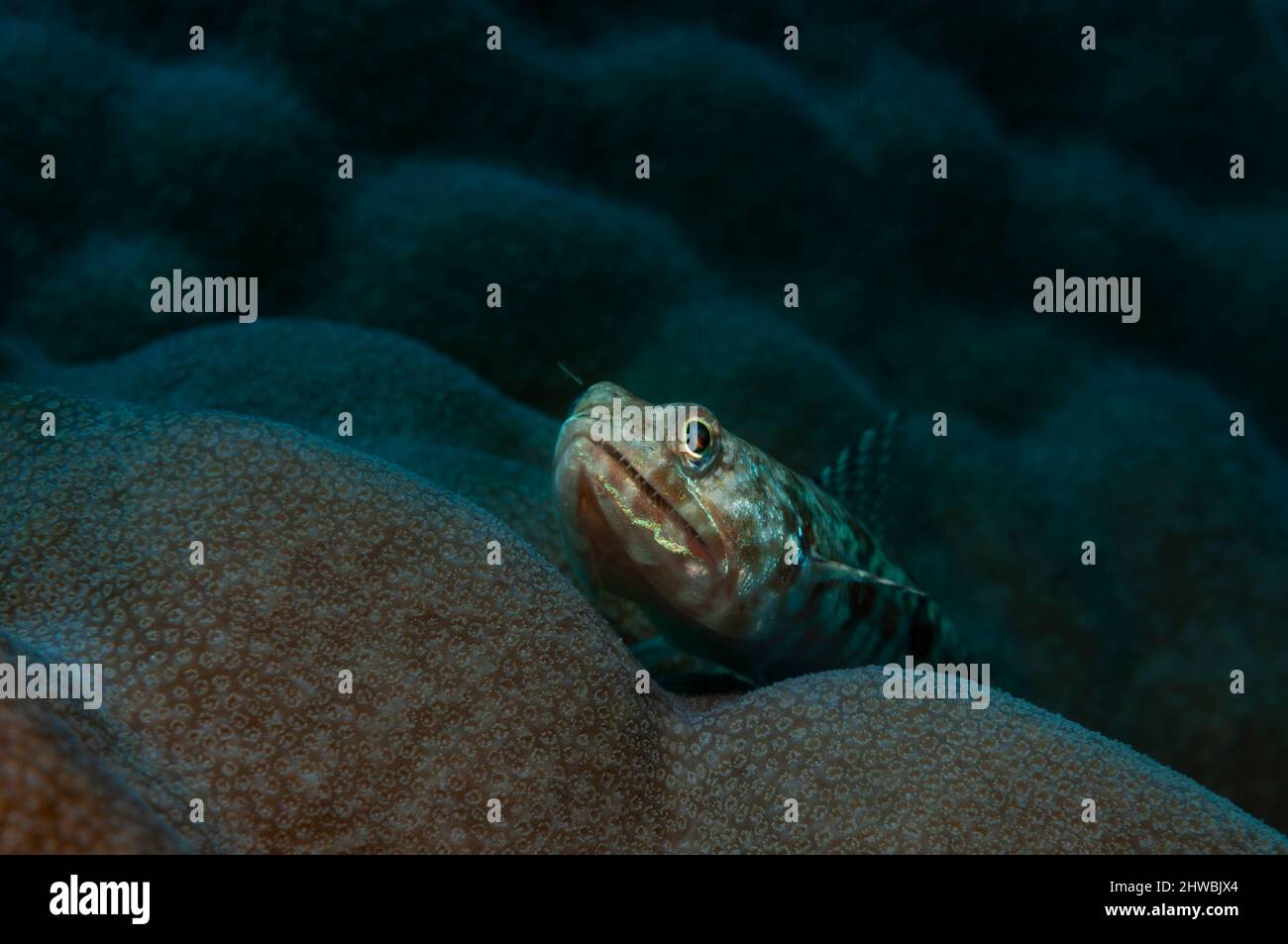 A Clouded lizardfish is lying on a hard coral, Panglao, Philippines ...
