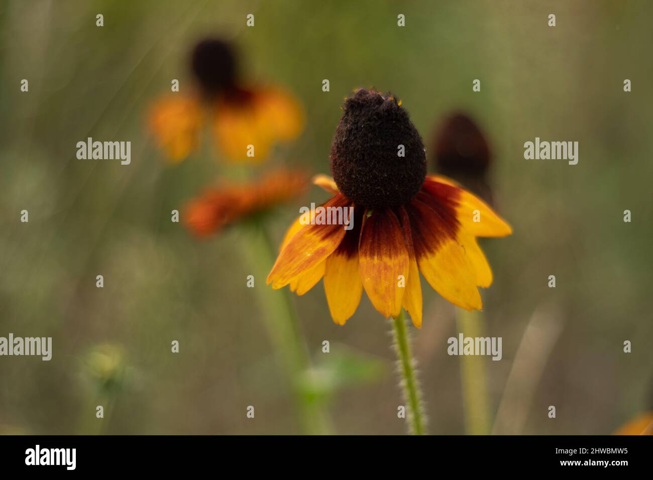 Rudbeckia - a genus of plants from the Asteraceae family, including ...