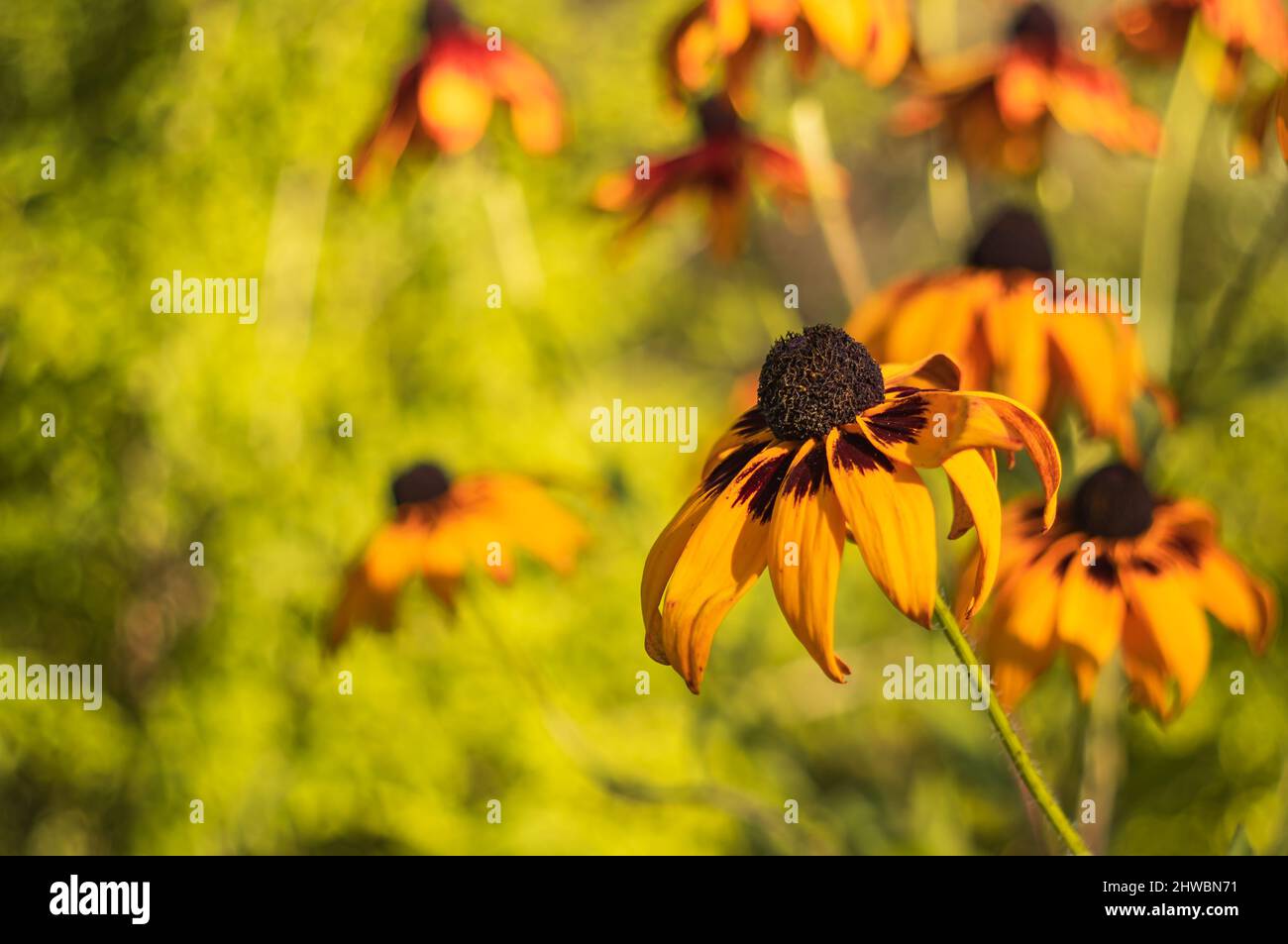 Rudbeckia - a genus of plants from the Asteraceae family, including ...