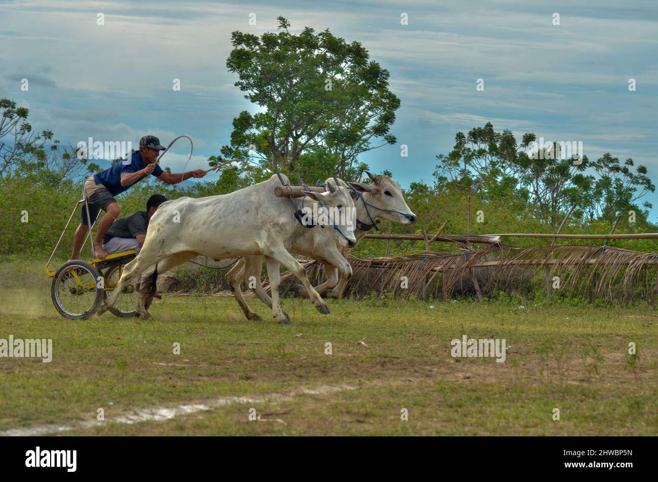 Palu City, Indonesia. 3rd Mar, 2022. Contestants prepare their cows to ...
