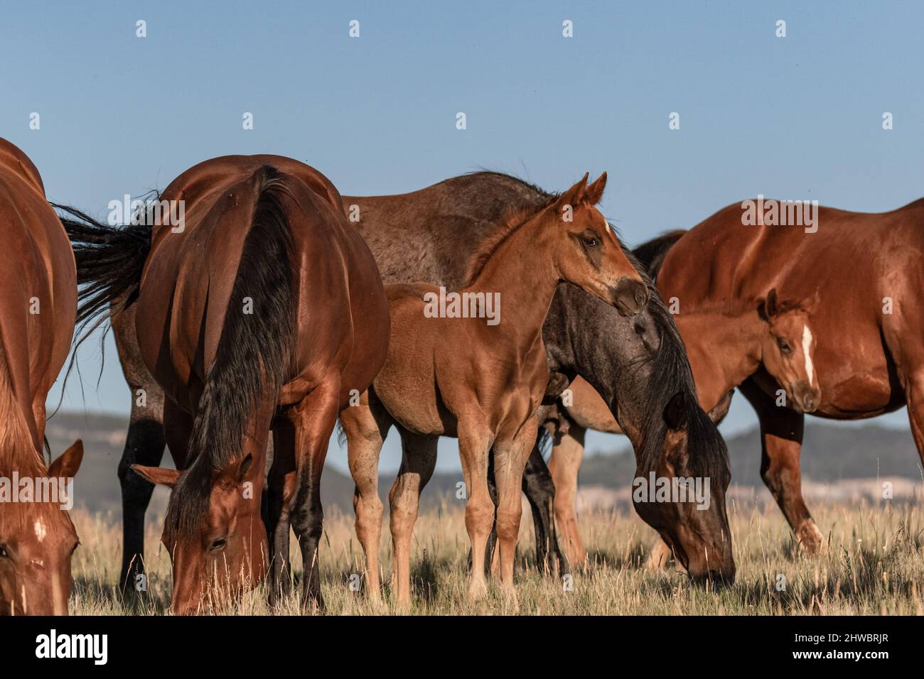 Wyoming Montana Ranch horse herd in Pryor Mountains. Yellowstone area ...