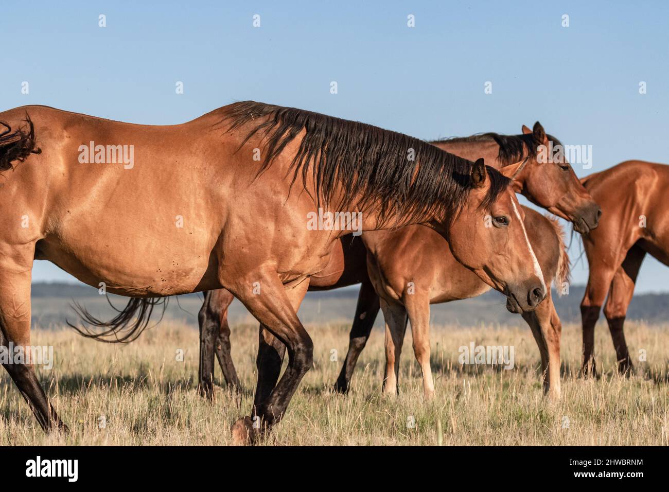 American quarter horse sorrel stallion hi-res stock photography and ...