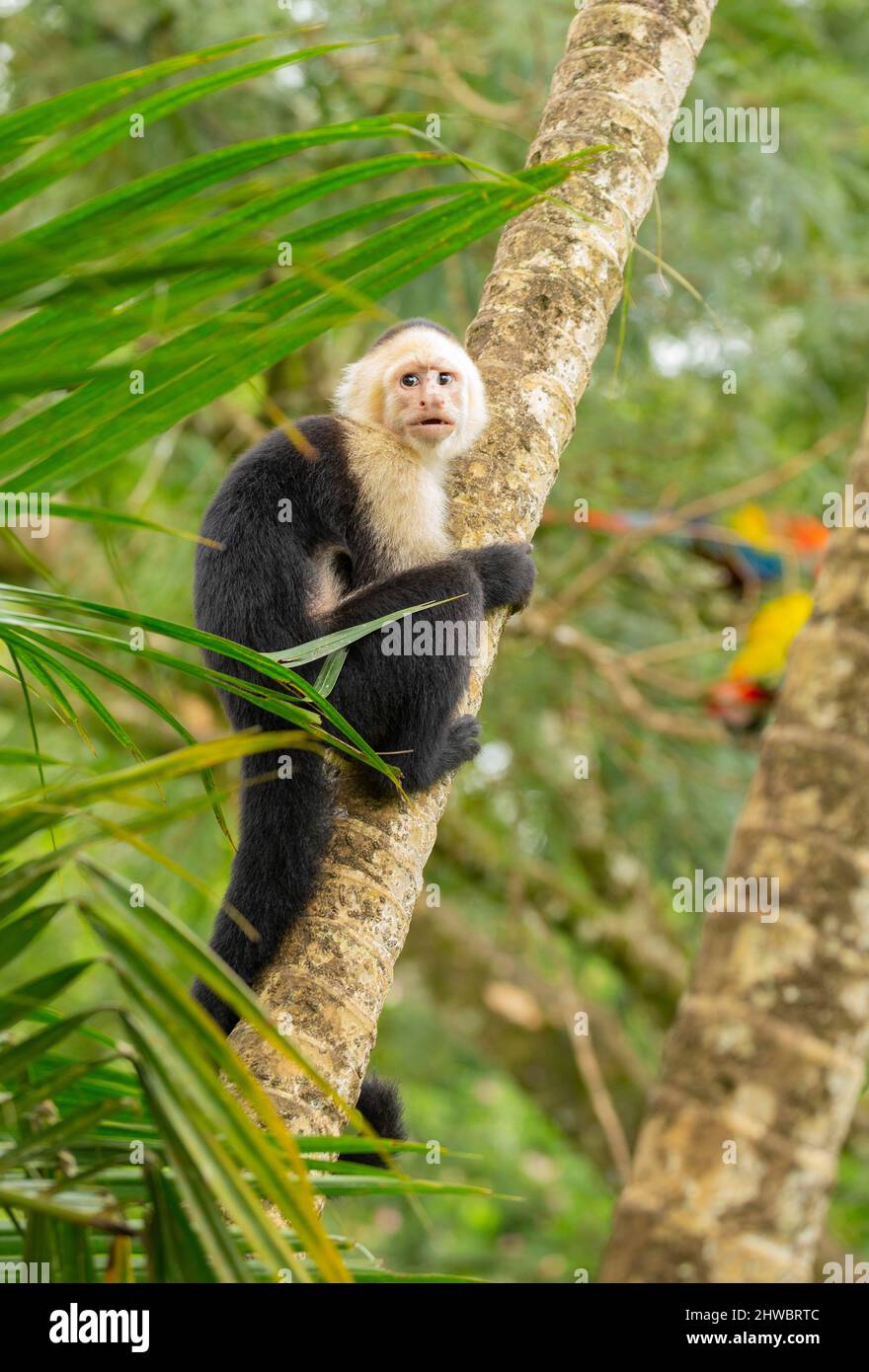 White-Faced Capuchin (Cebus capucinus) climbing a tree Stock Photo - Alamy