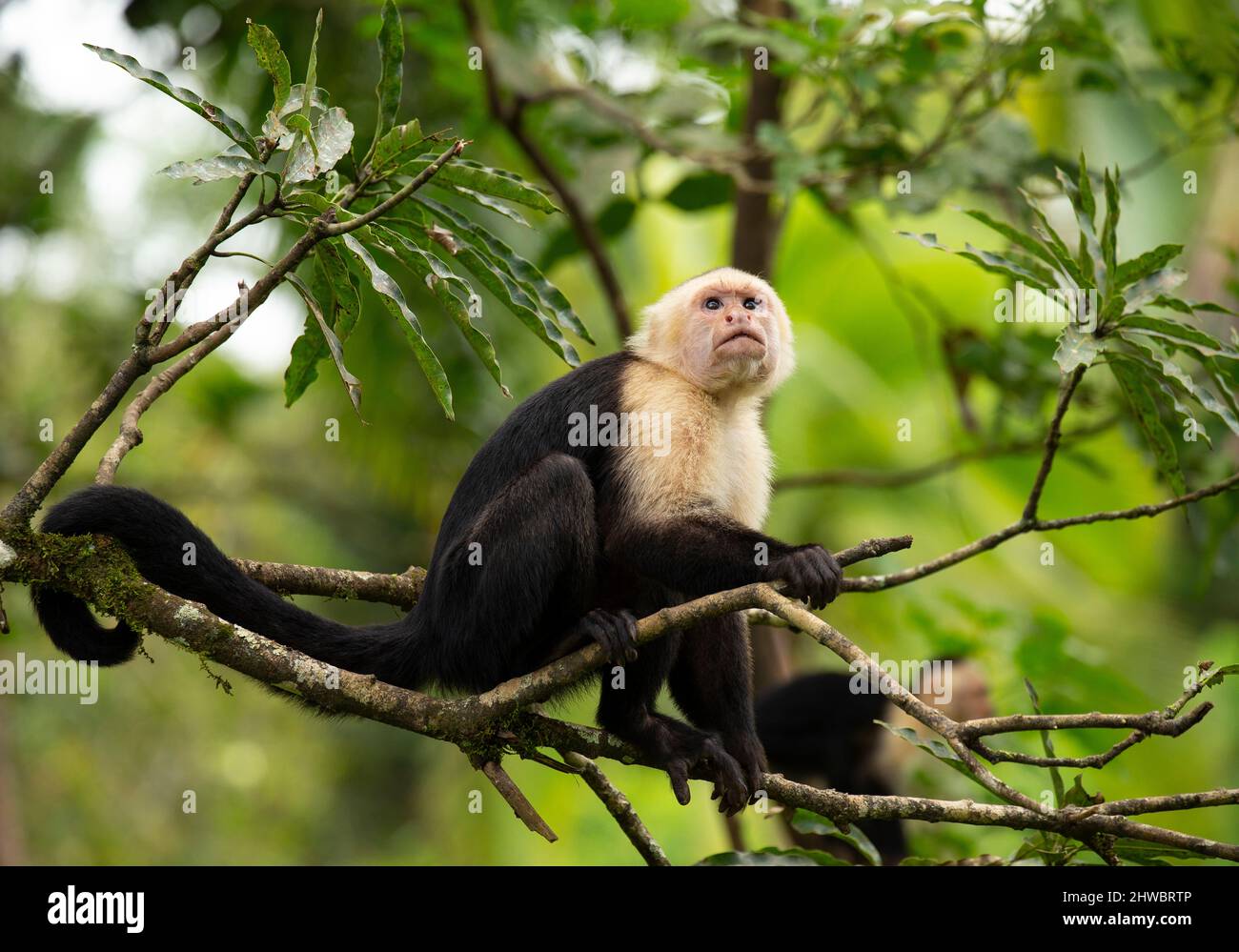 White-Faced Capuchin (Cebus capucinus) siting on a tree branch Stock ...