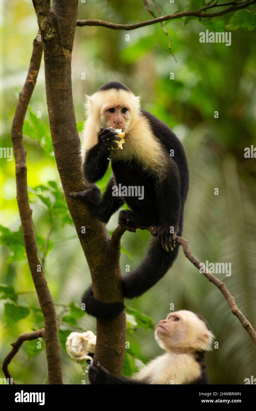 White Headed Capuchin