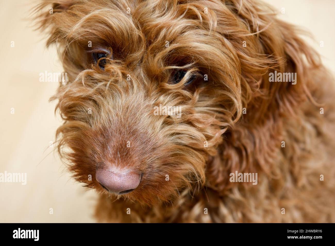 Portrait of cute red cockapoo puppy with curly hair looking towards ...