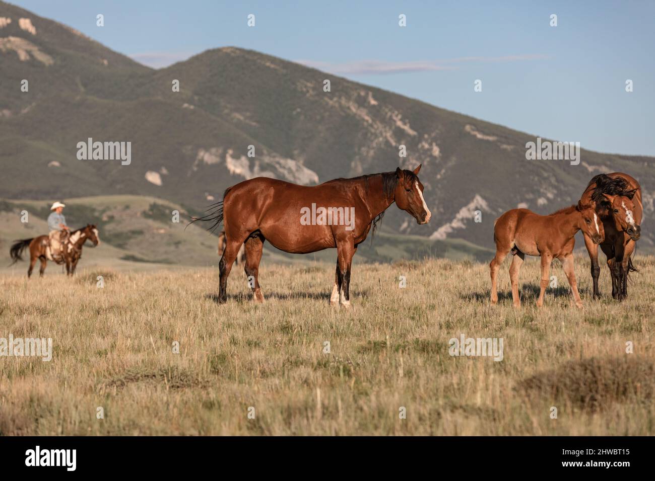 American quarter horse sorrel stallion hi-res stock photography and ...