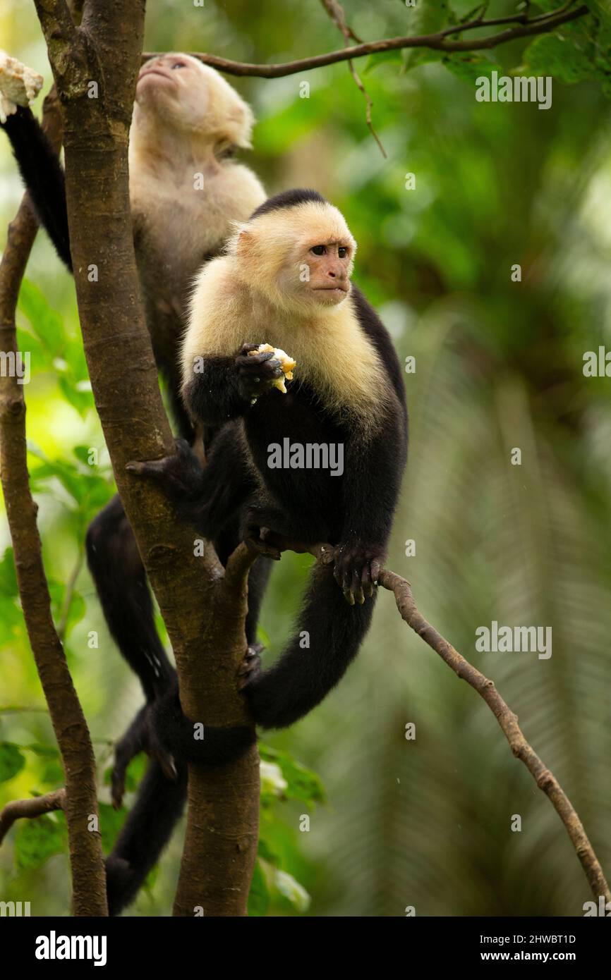 White-Faced Capuchin (Cebus capucinus) in a tree Stock Photo - Alamy
