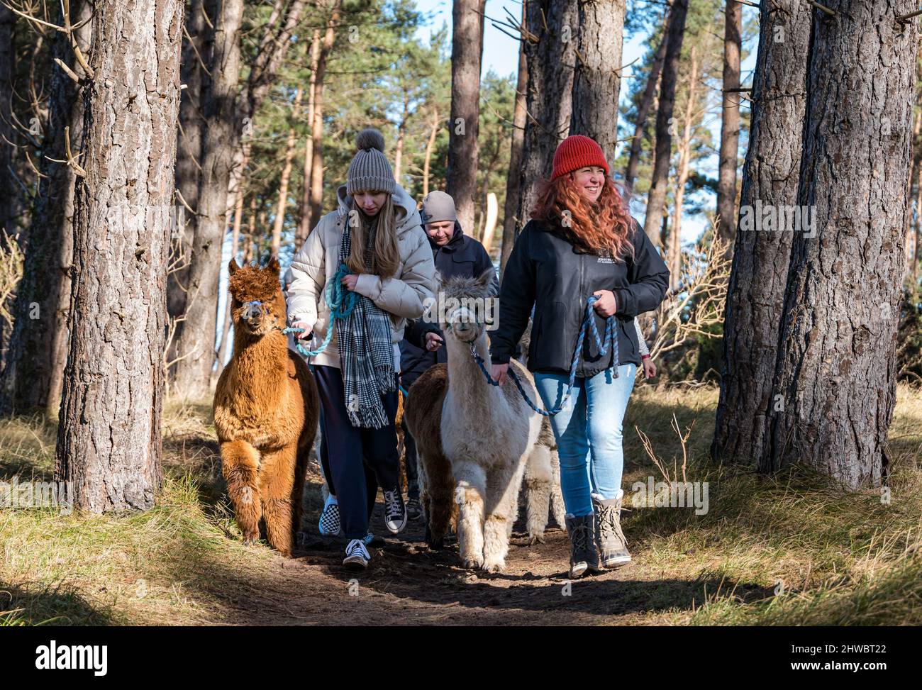 John muir alpacas hi-res stock photography and images - Alamy
