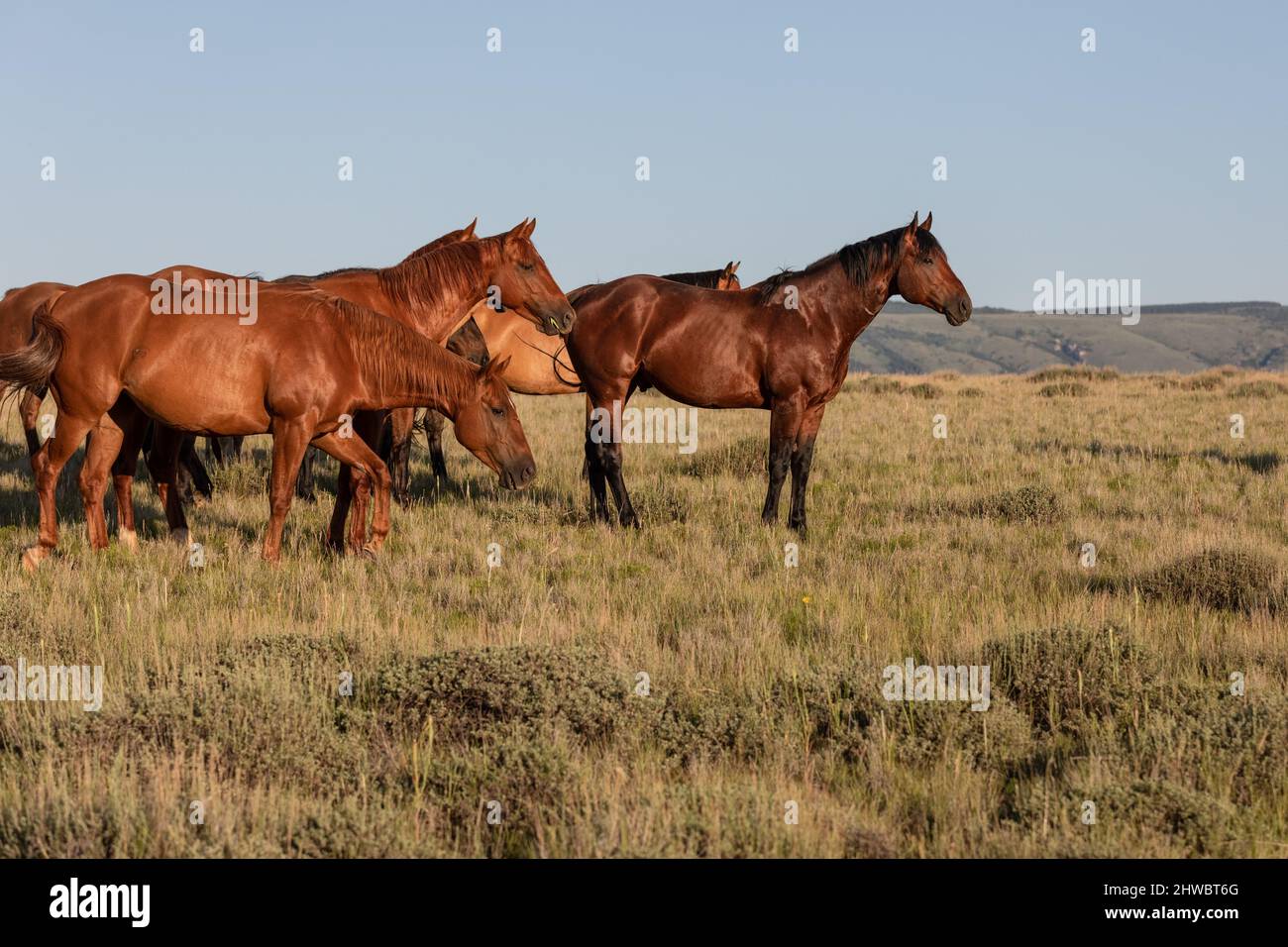 American quarter horse sorrel stallion hi-res stock photography and ...