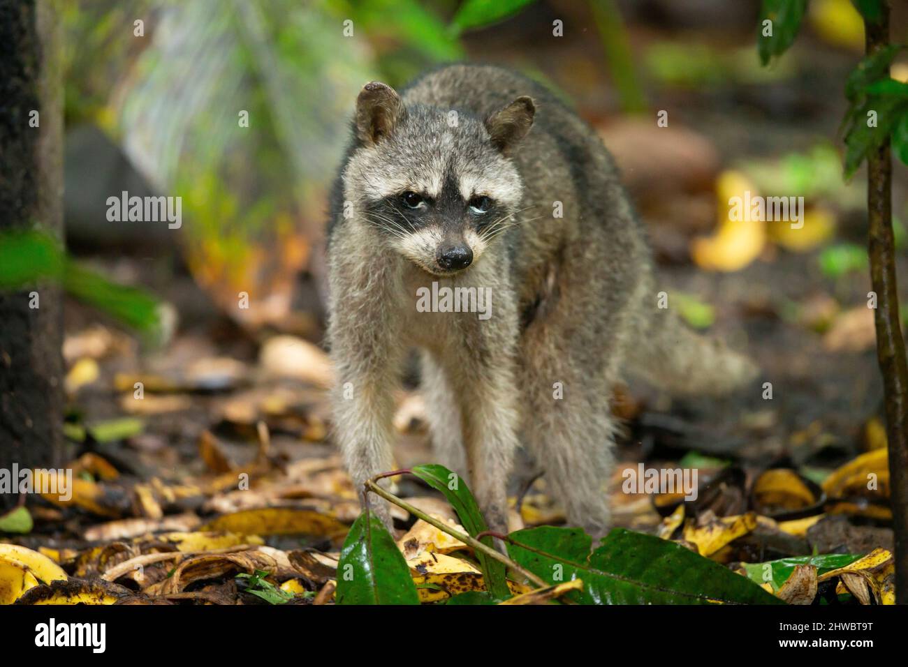 Raccoon (Procyon lotor Stock Photo - Alamy