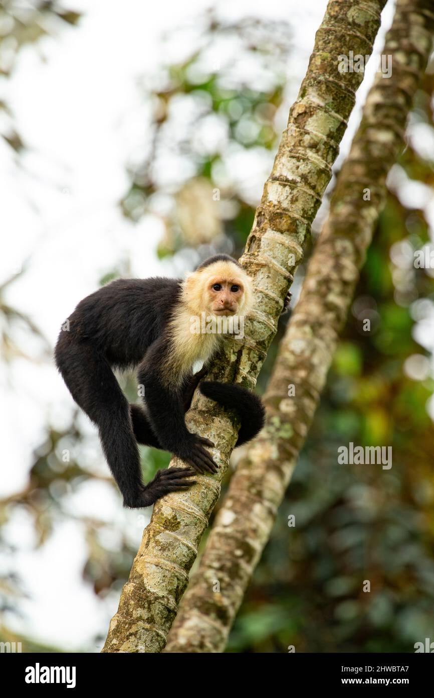 White-Faced Capuchin (Cebus capucinus) climbing a tree Stock Photo - Alamy