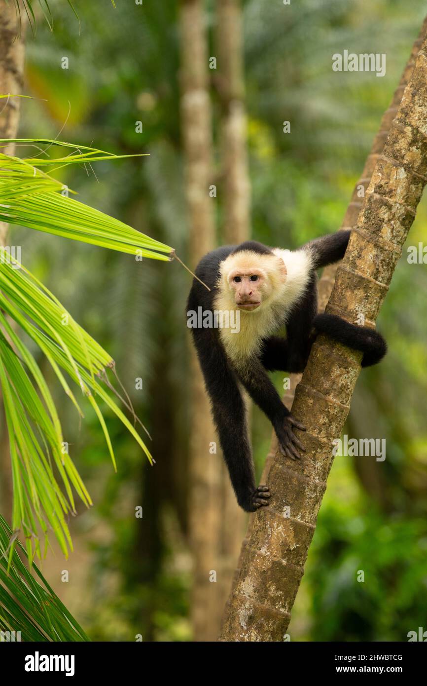 White-Faced Capuchin (Cebus capucinus) climbing a tree Stock Photo - Alamy