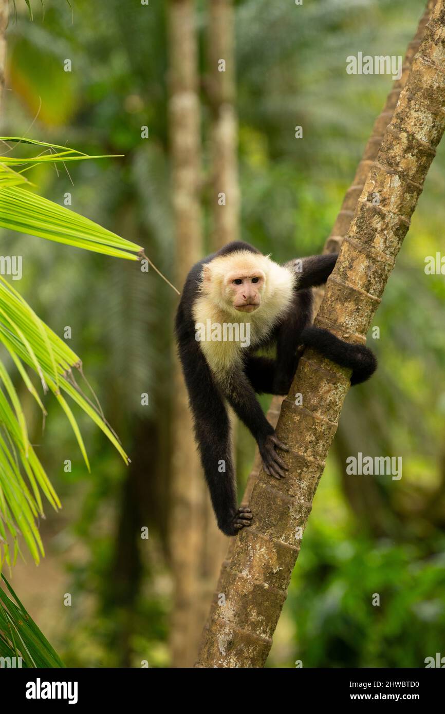 White faced capuchin hi-res stock photography and images - Alamy